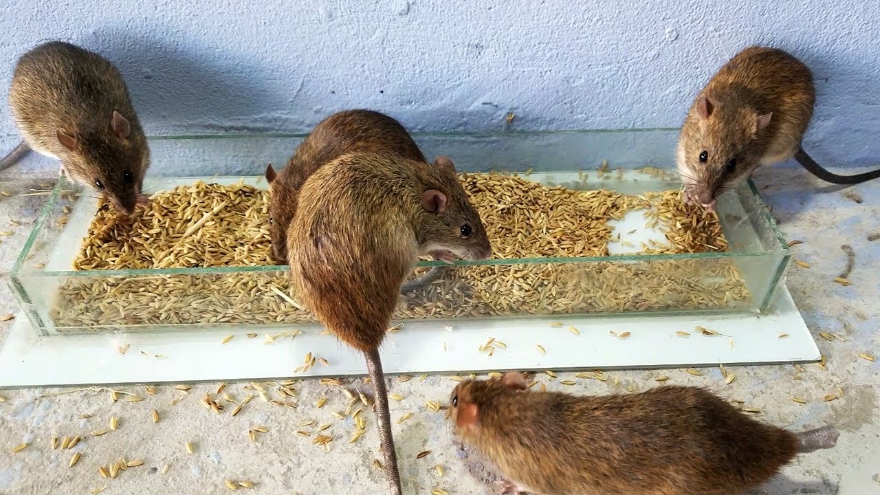 Mouse world🐭 Cute - YouTube