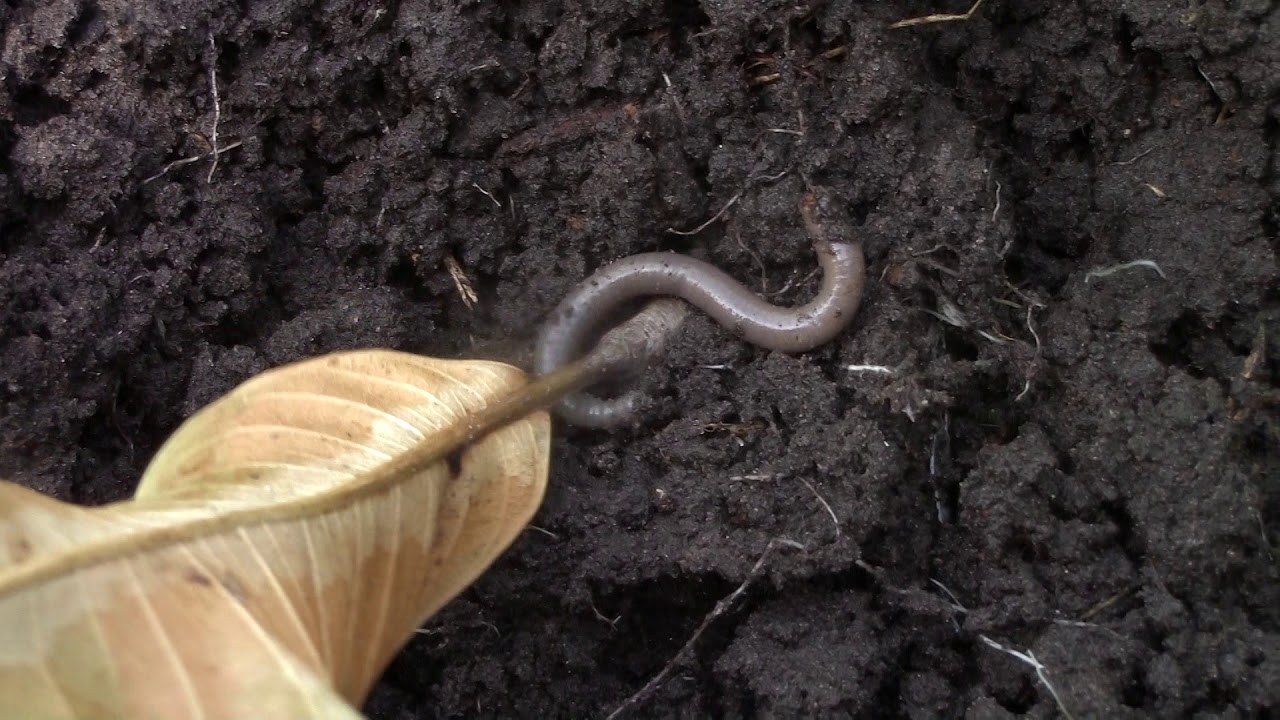 Earthworm - is it dead after being cut? - YouTube