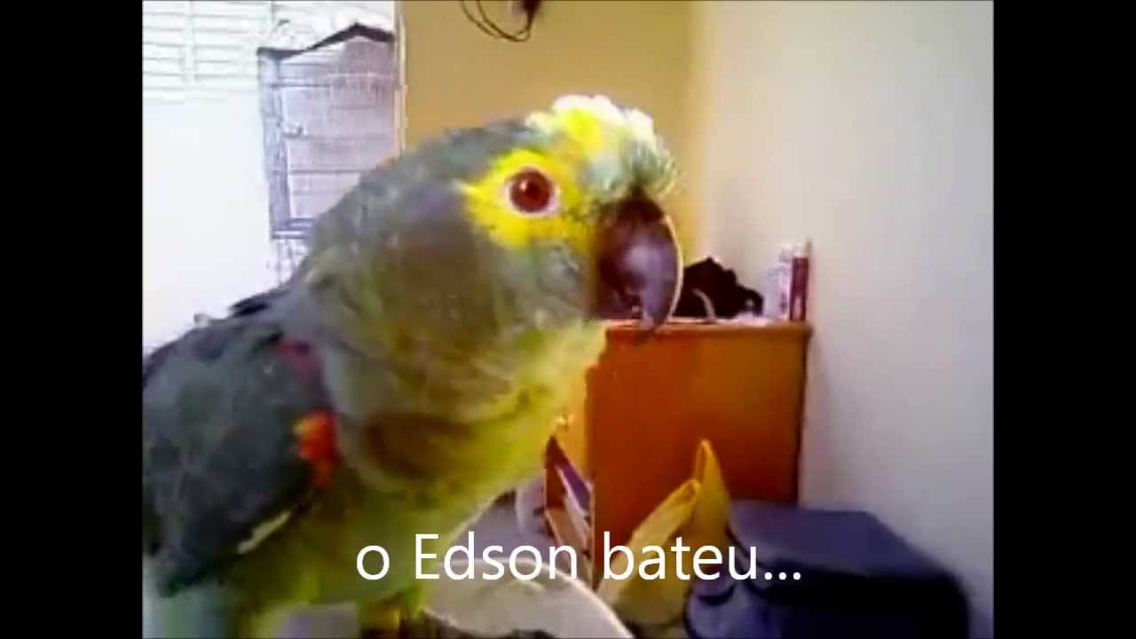 Papagaio mineirinho uai - YouTube
