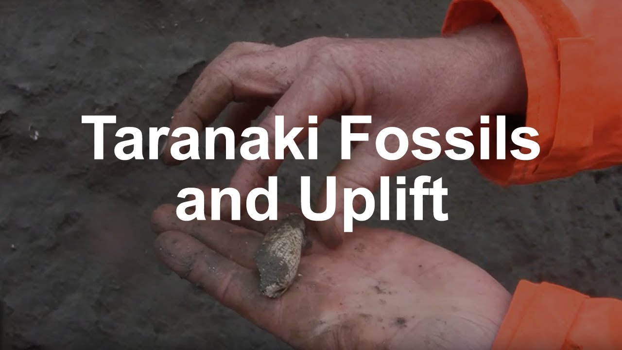 Fossils and Tectonic Uplift in Taranaki - YouTube