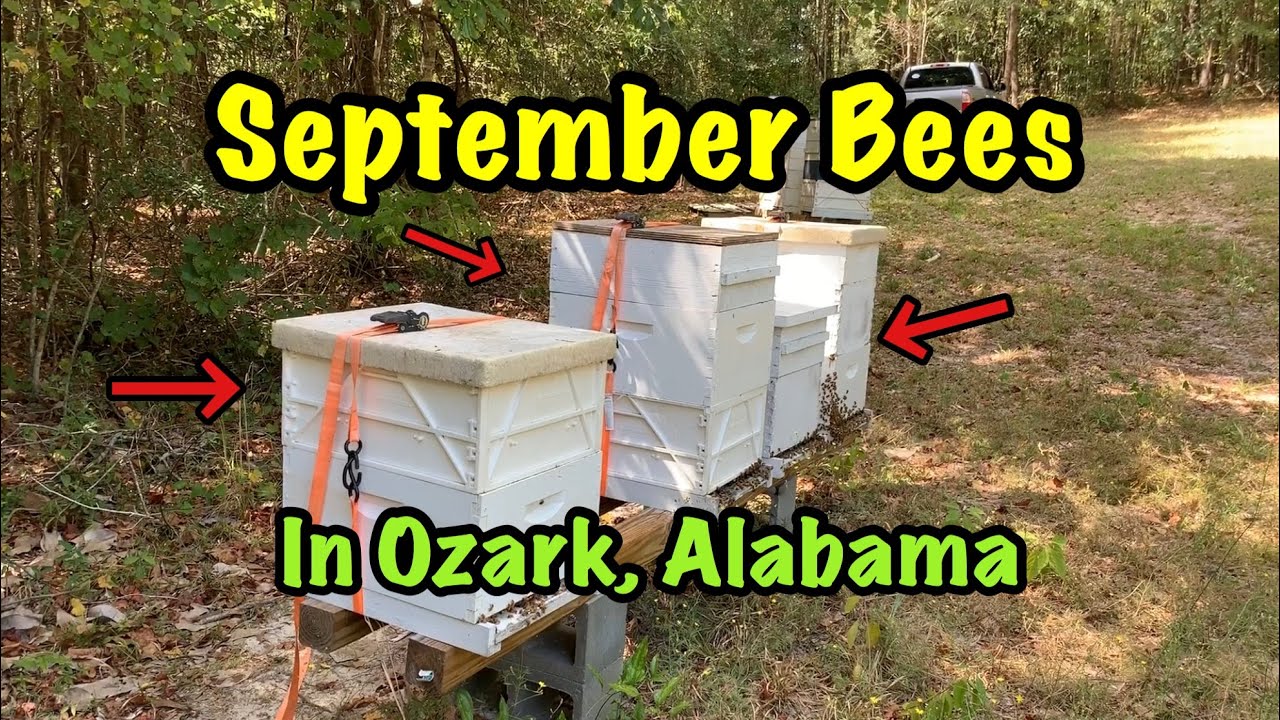 September BEES in Ozark - How are they doing? - YouTube