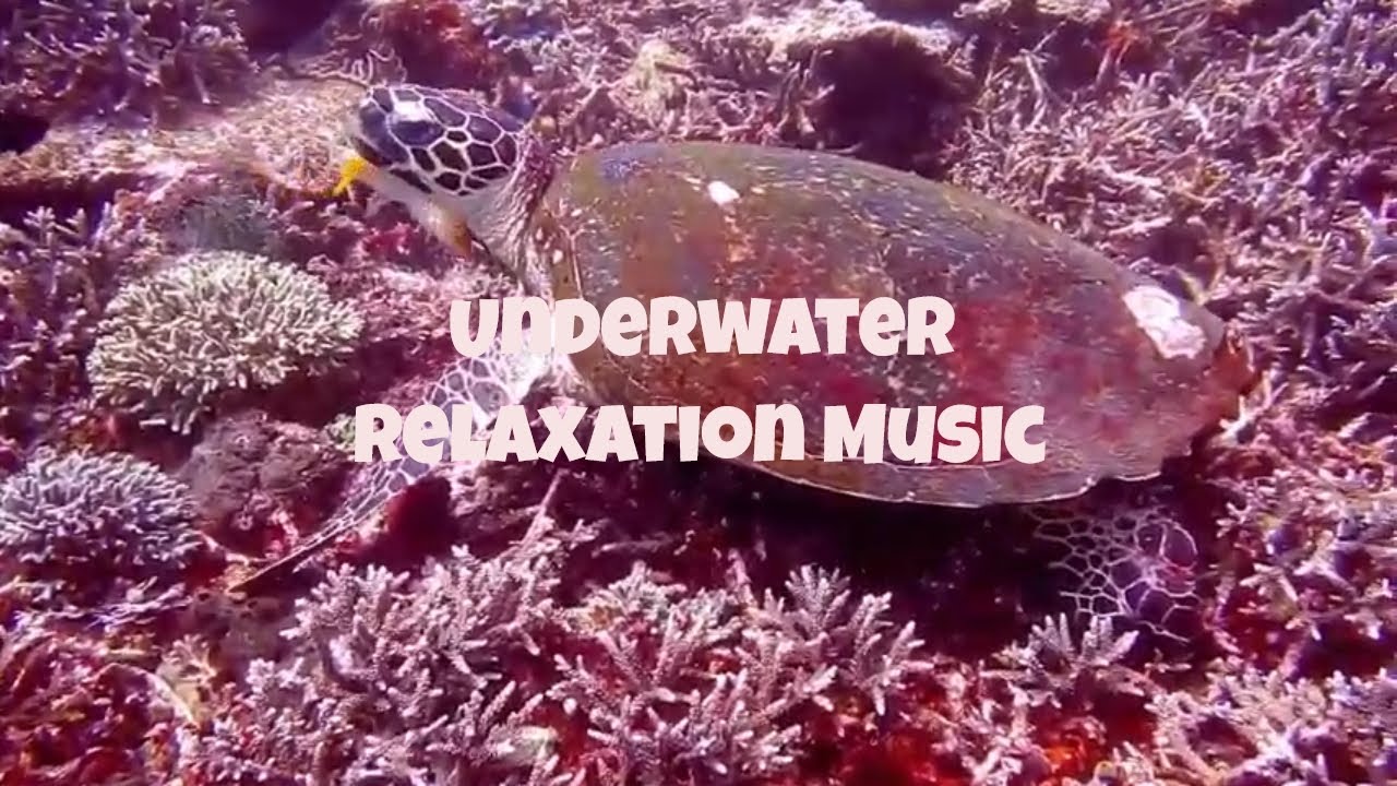 Sea Turtles Underwater Relaxation Music ⭐ - YouTube