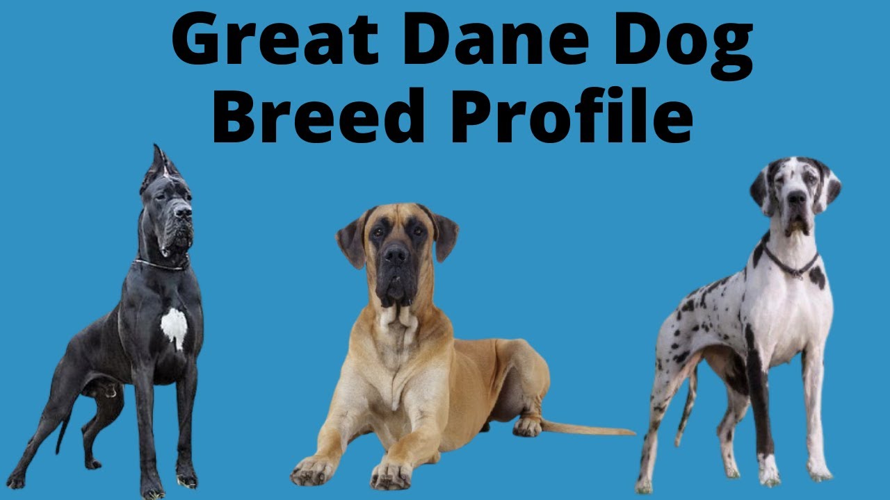 Great Dane Dog Breed Profile - YouTube
