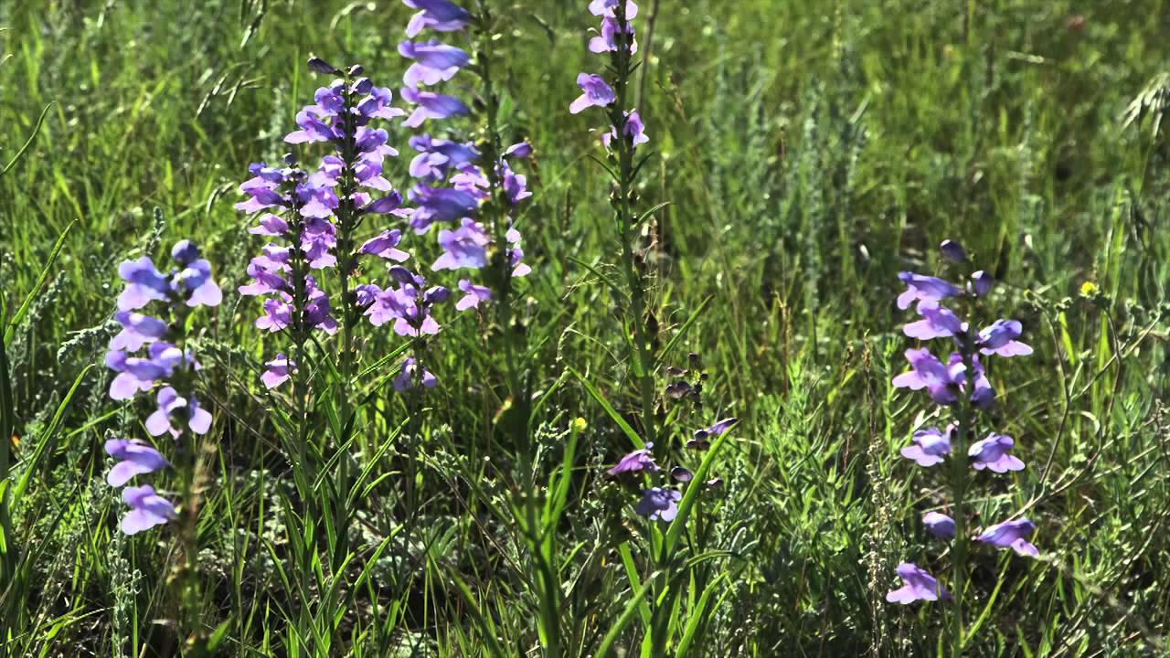 Experiences of Quantum Gazing with Connie Shaw - YouTube