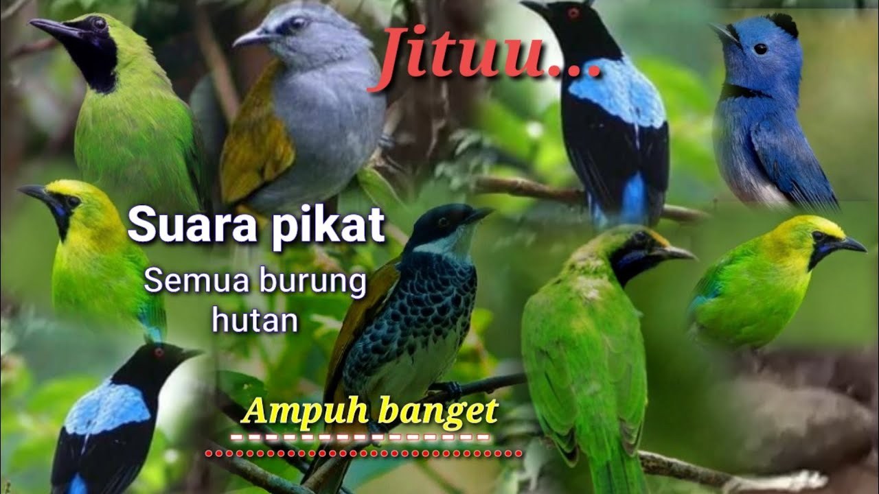 SUARA PIKAT SEMUA BURUNG HUTAN...PALING JITU...PALING AMPUHH... - YouTube