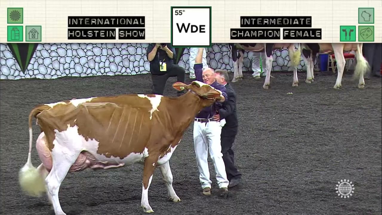 736 HOLSTEIN INTERMEDIATE CHAMPION FEMALE - YouTube