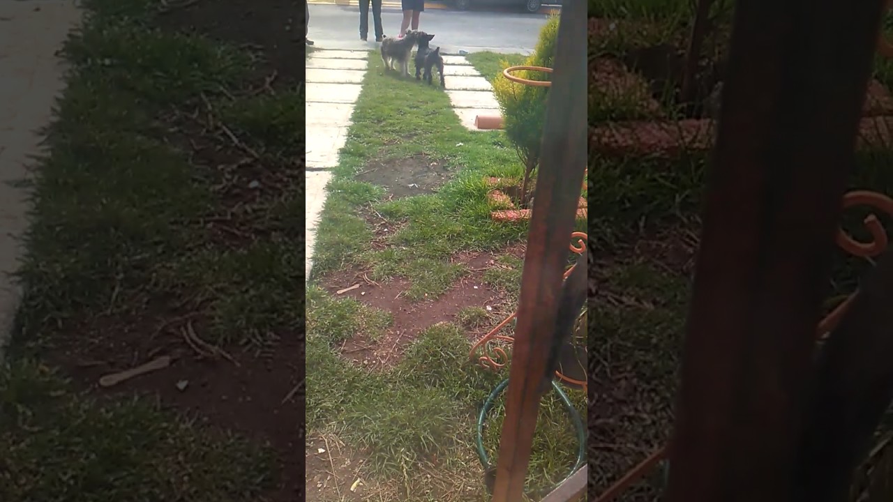 Como se reproducen los perros - YouTube