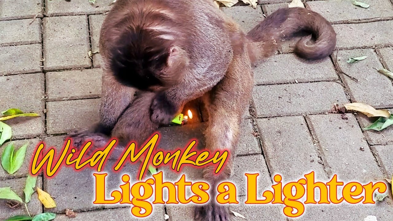 Wild Monkey Lights a Lighter! - YouTube