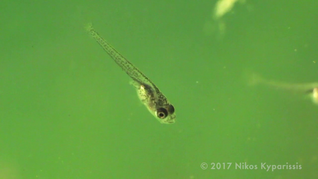 10 days Killifish fry - YouTube