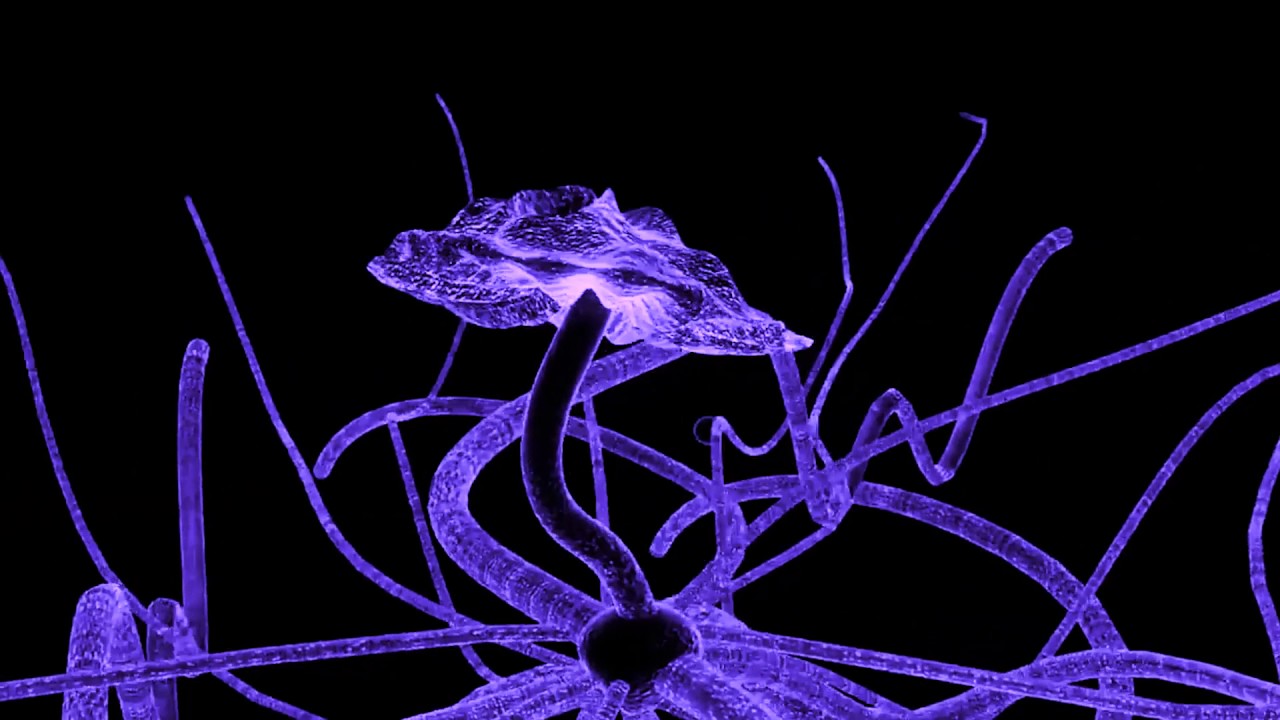 The Organic Internet of a Mycelium Network: Suzanne Simard, Paul ...