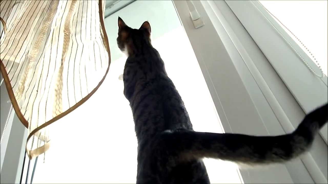 Frustrated Cat - YouTube