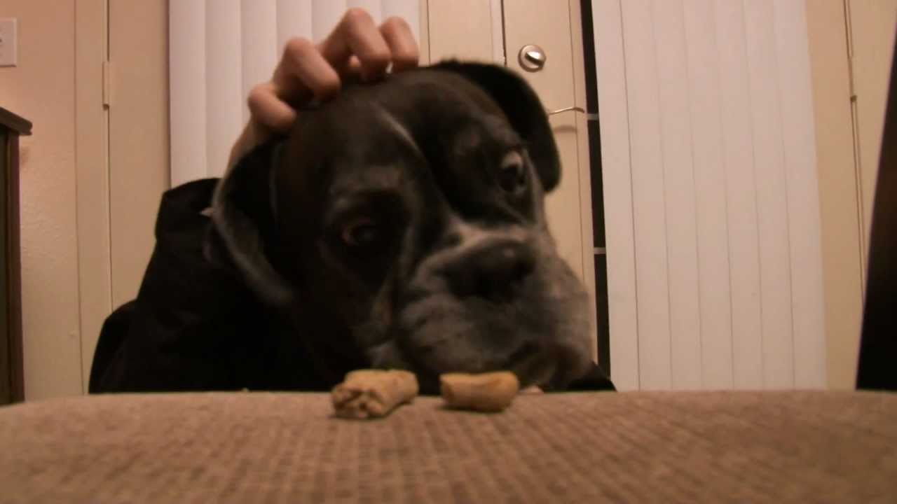Molly the Greedy Boxer dog - YouTube