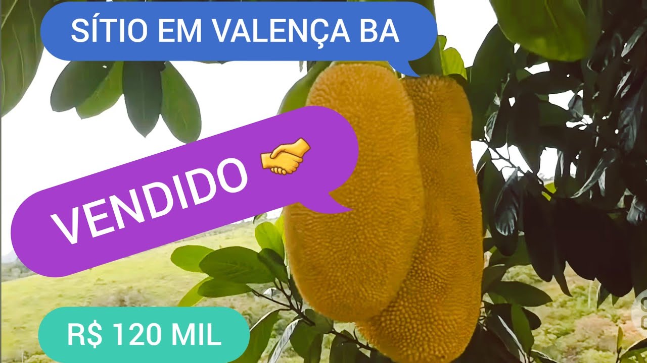 S TIO COM 10 HECTARES YouTube