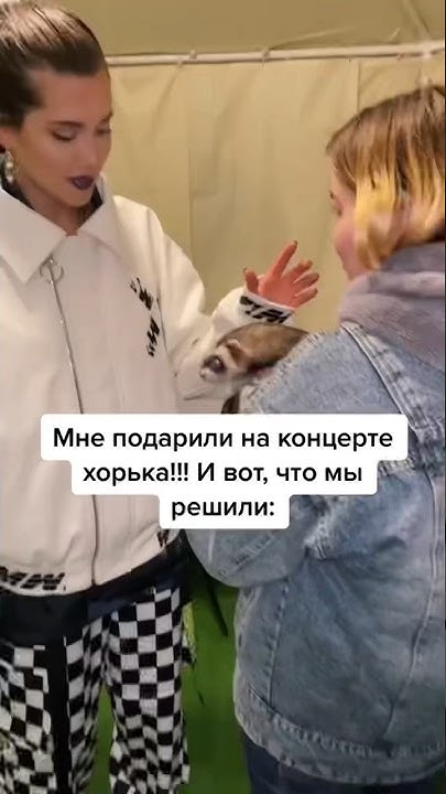 Подарили хорька на концерте Анет Сай 😱😱😱 #анетсай - YouTube