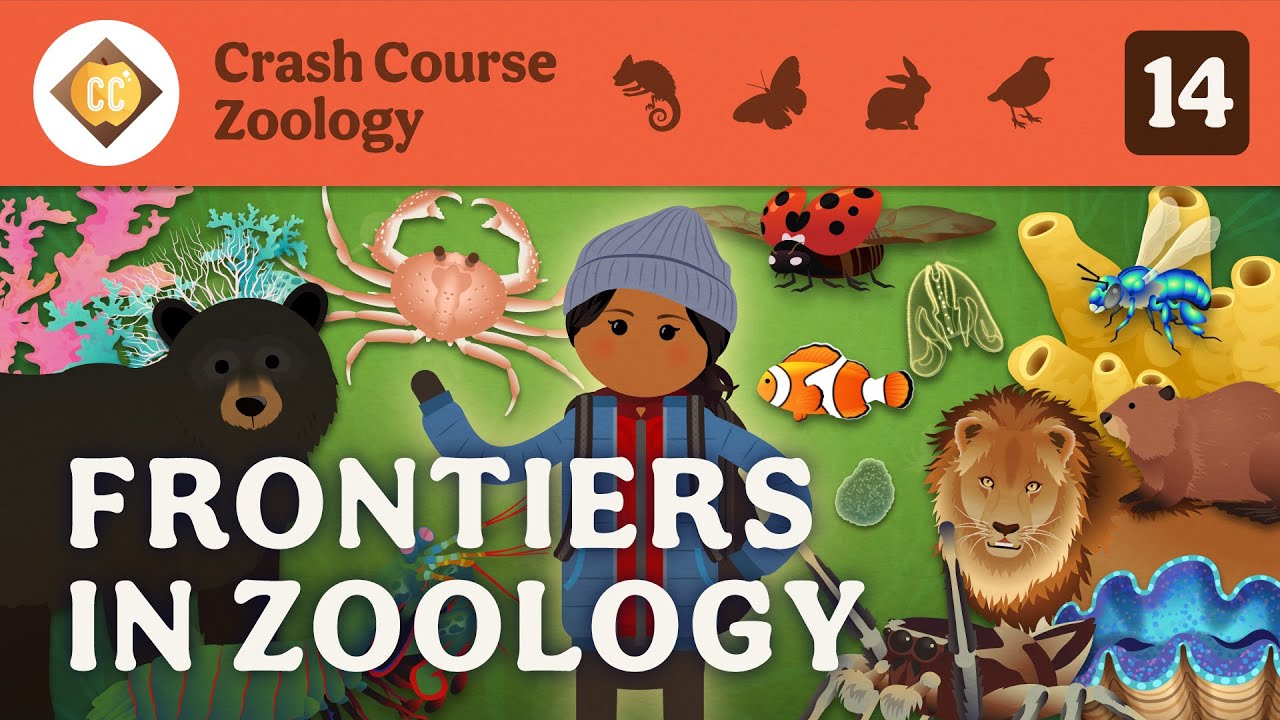 Frontiers in Zoology: Crash Course Zoology #14 - YouTube