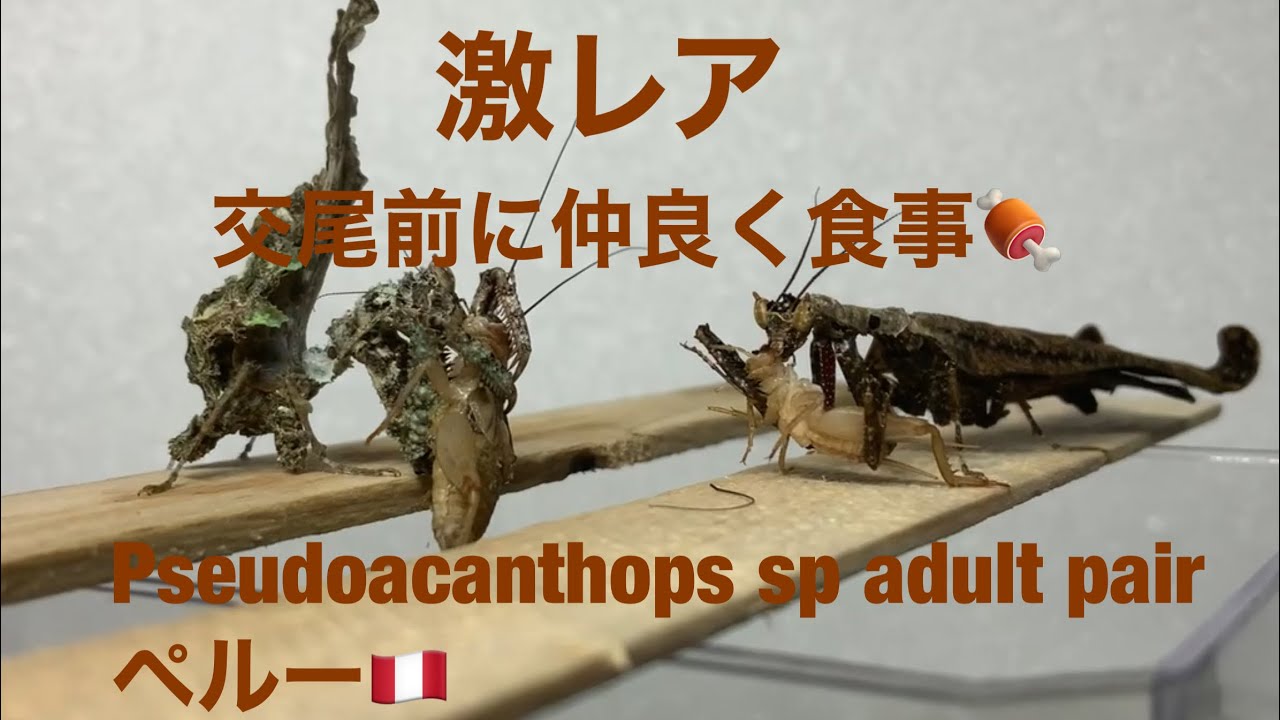 Pseudoacanthops sp adult pair ペルー🇵🇪交尾前に仲良く食事🍖 - YouTube