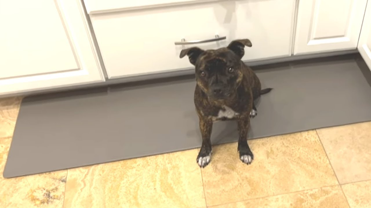 Indoor Dog workout that exhaust dogs mentally & physically - YouTube