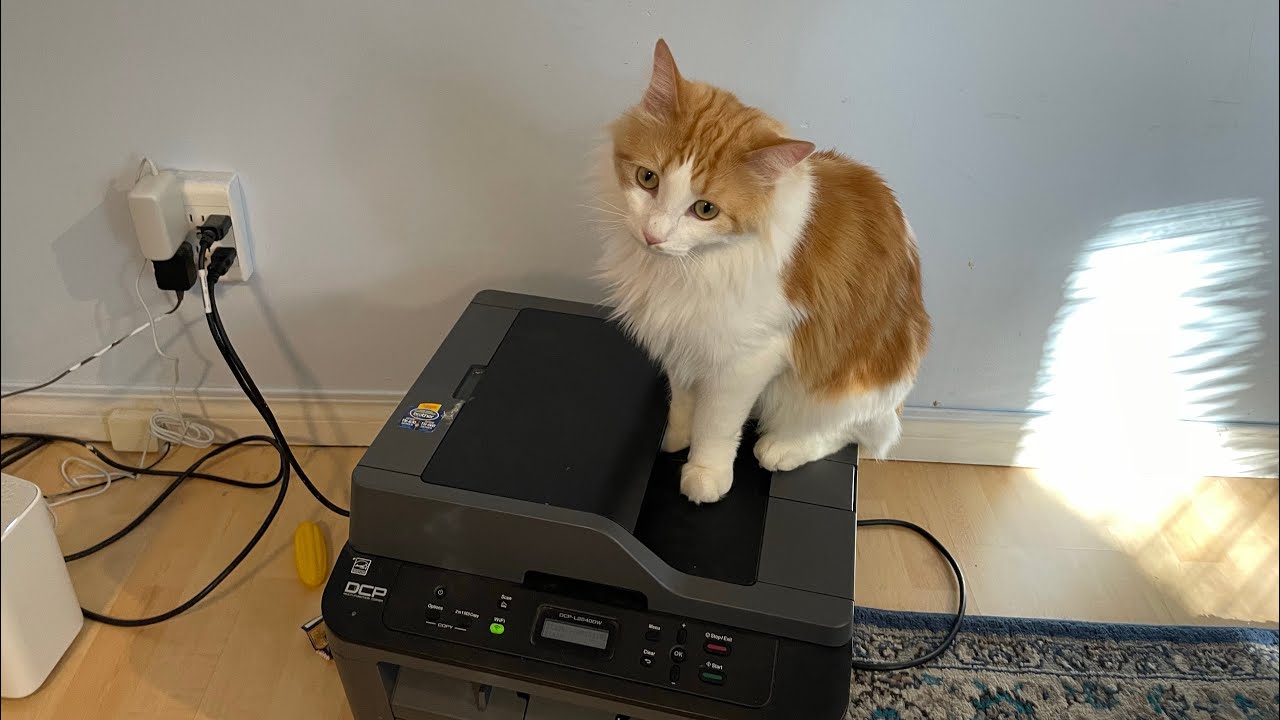 Crazy cute cat’s daily routine, Free printer driver with the printer ...