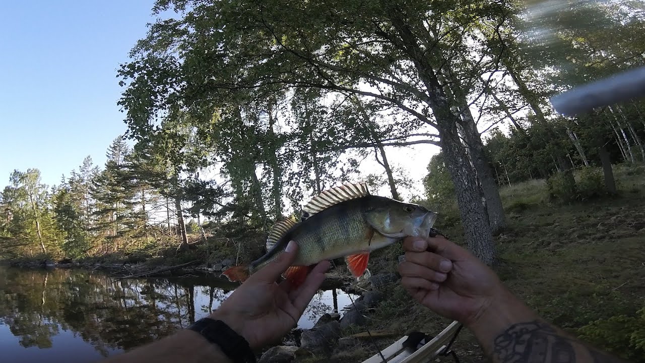 Perch fishing lake Viken Sweden Part 2/3 - YouTube