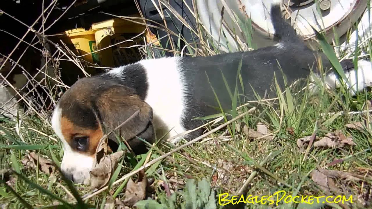 6 Week Old Pocket Beagle Puppy Exploring Video New Litters Coming Soon ...