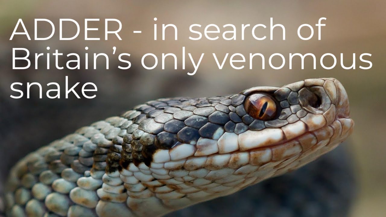 ADDERS - in search of the UK's only venomous snake. - YouTube