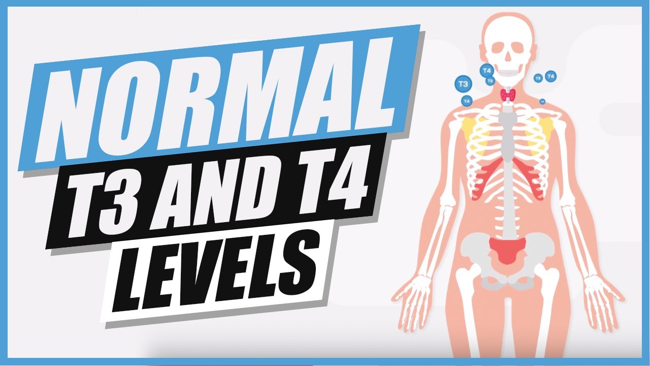 Normal T3 And T4 Levels YouTube normal-t3-and-t4-levels-youtube