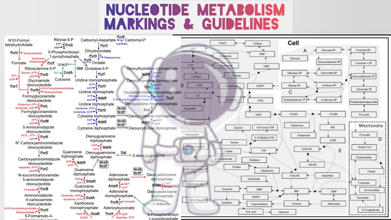 NUCLEOTIDE METABOLISM | MARKINGS & GUIDELINES| BIOCHEMISTRY| 2ND YEAR ...