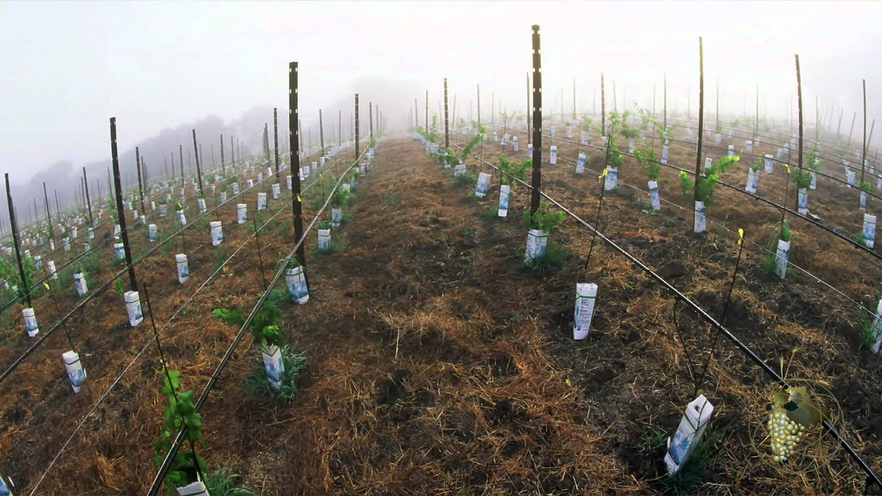Atlas Vineyard Management Development - YouTube