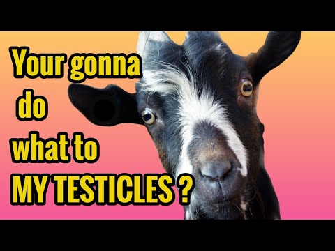 How to Band Goats / Easy Castration