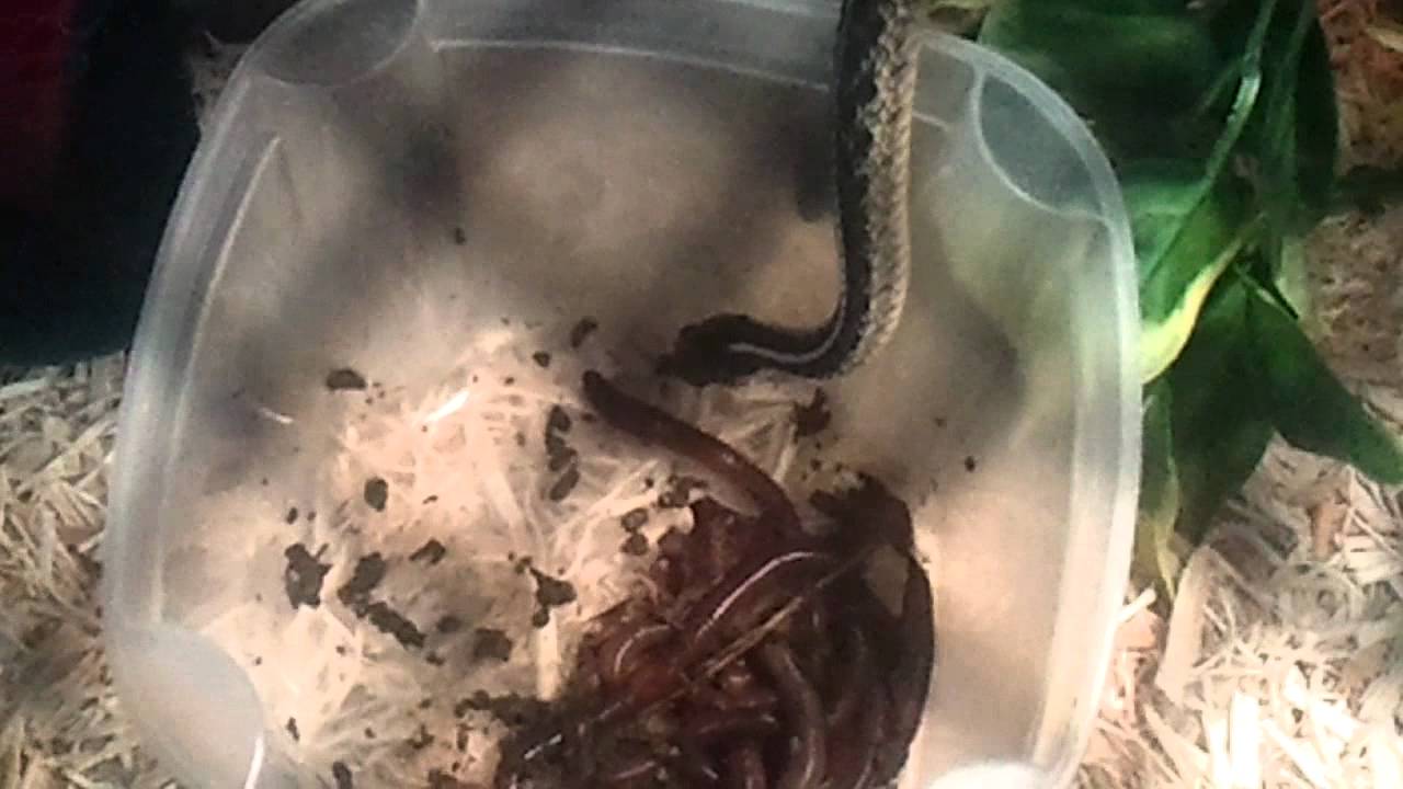 garter snakes eating worms - YouTube