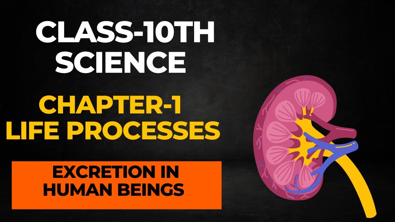 CBSE CLASS-10 SCIENCE I Life Processes I Excretion - YouTube