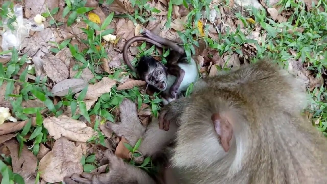 A Cute Baby Monkey Was Die Yesterday In The Forest, What a Pity Monkey ...