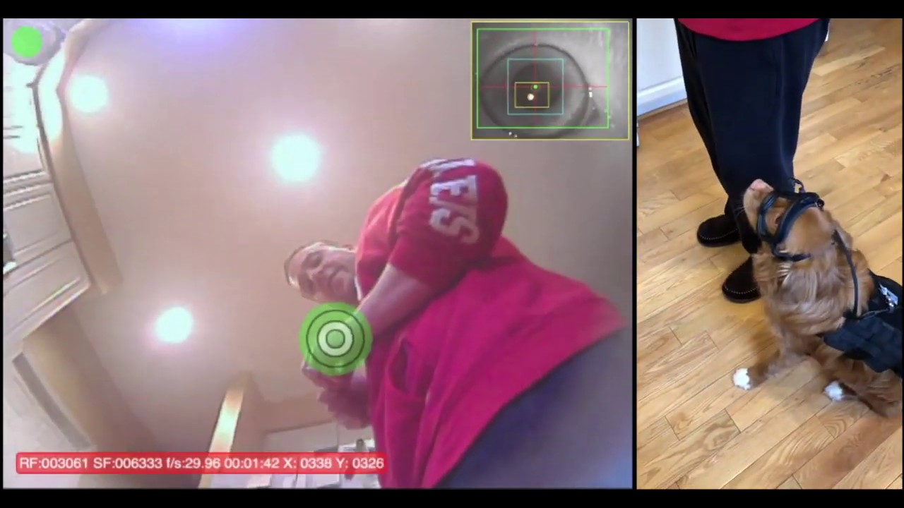 Positive Science Eye-Tracking a Dog (Canine) - YouTube