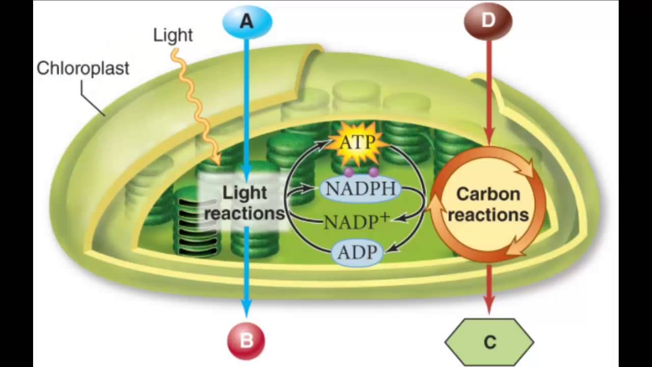 Photosynthesis Rap by:Jackson Ward - YouTube