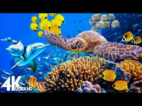 3 HOURS of 4K Underwater Wonders 🌊 Relaxing Ocean Music with Coral Reefs & Colorful Sea Life in UHD