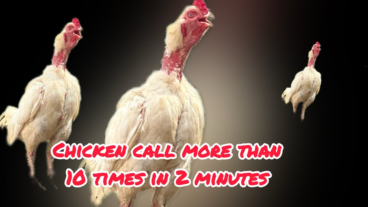 Chicken Cackles Nonstop: Over 10 Calls in 2 Minutes ️ - YouTube