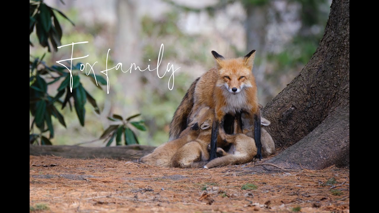 Fox family's secret home revealed - YouTube