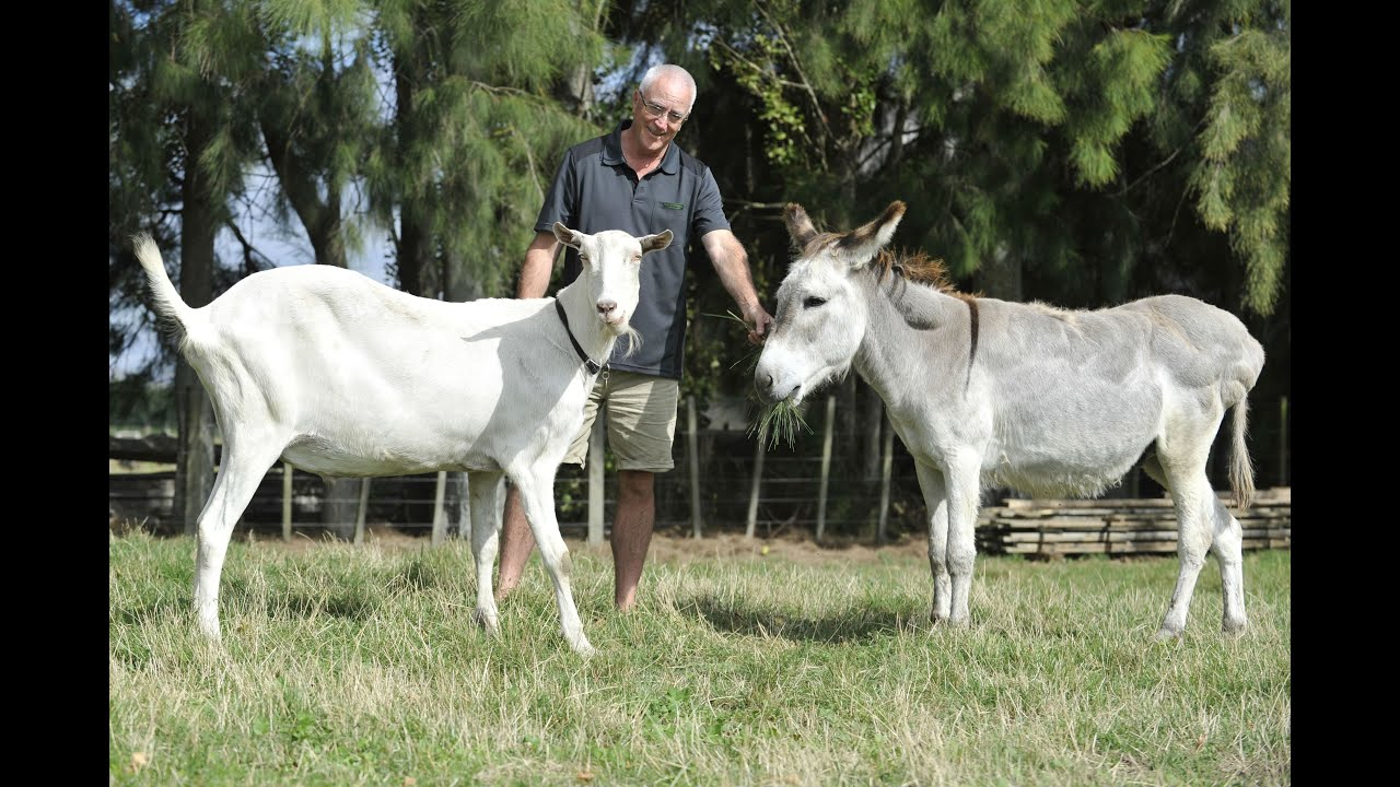 Buck the Giant Goat - YouTube