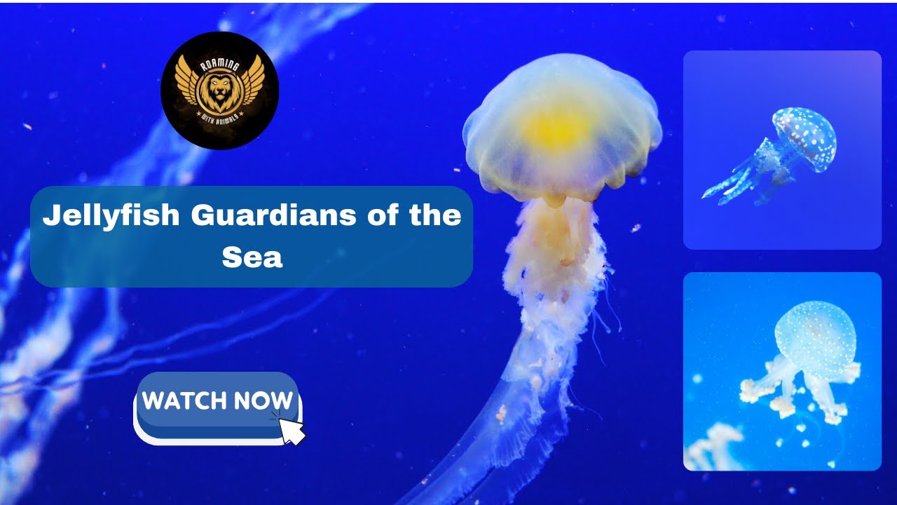 Meet the Amazing Jellyfish Wonders of the Ocean Depth - YouTube