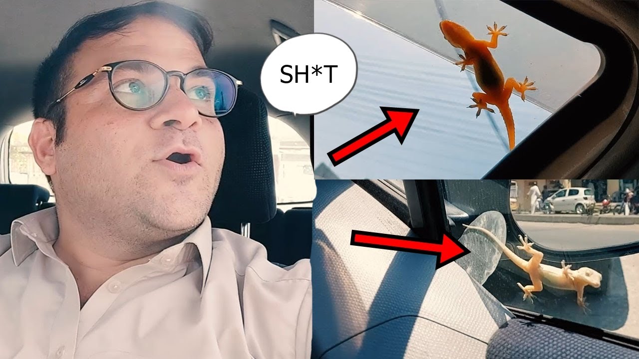 SCARIEST LIZARD ON THE CAR DRIVER'S SEAT WINDOW - How to Get out Now ...
