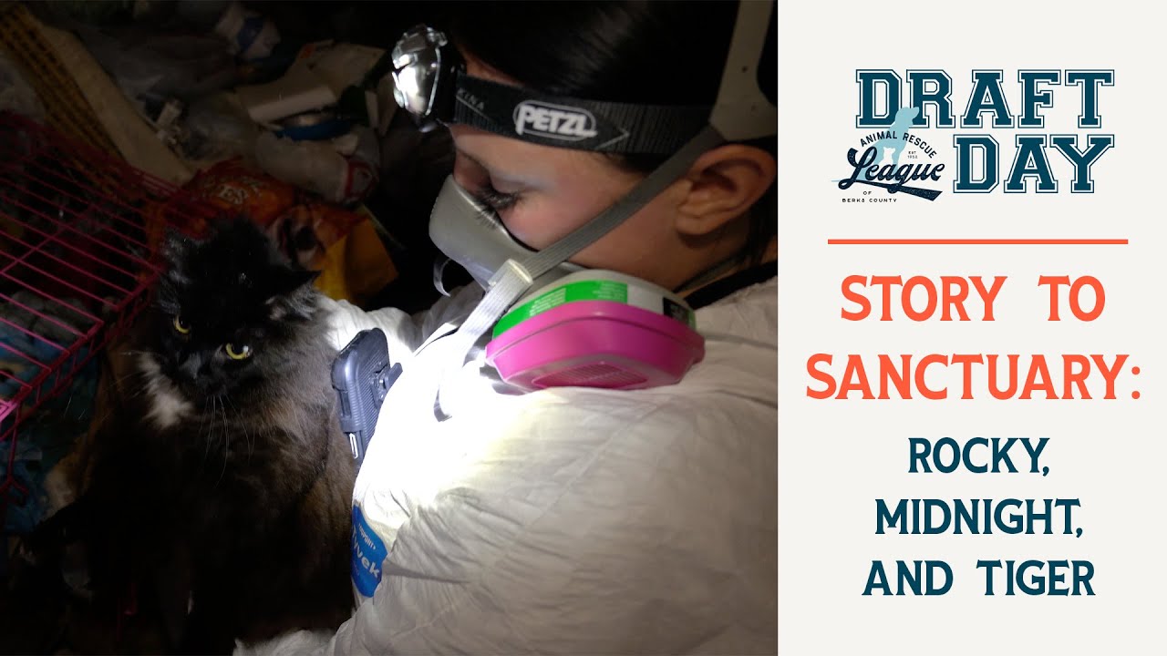 Story to Sanctuary: Rocky, Midnight, and Tiger | Draft Day 2023 - YouTube