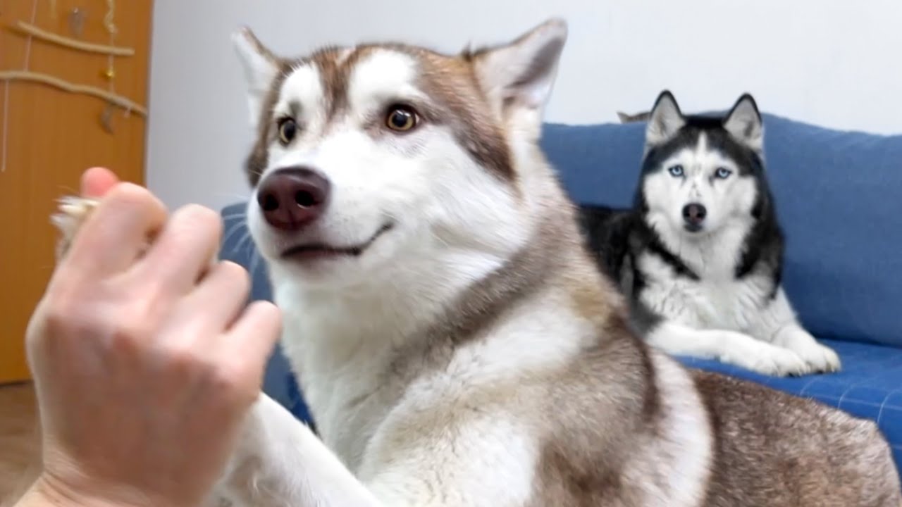My Husky Uses His Paws as Hands! Dog Logic - YouTube