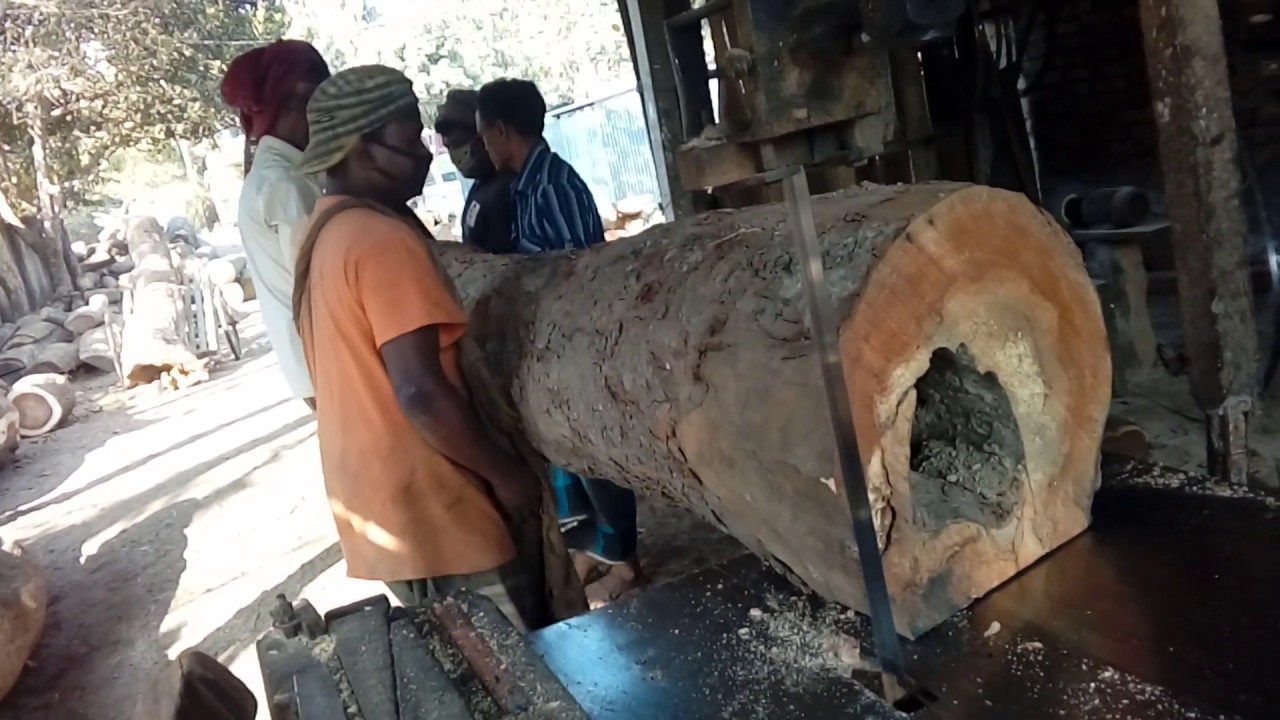 Very Tough to Extract Good Quality of Wood from Creak Long Tree in Saw ...