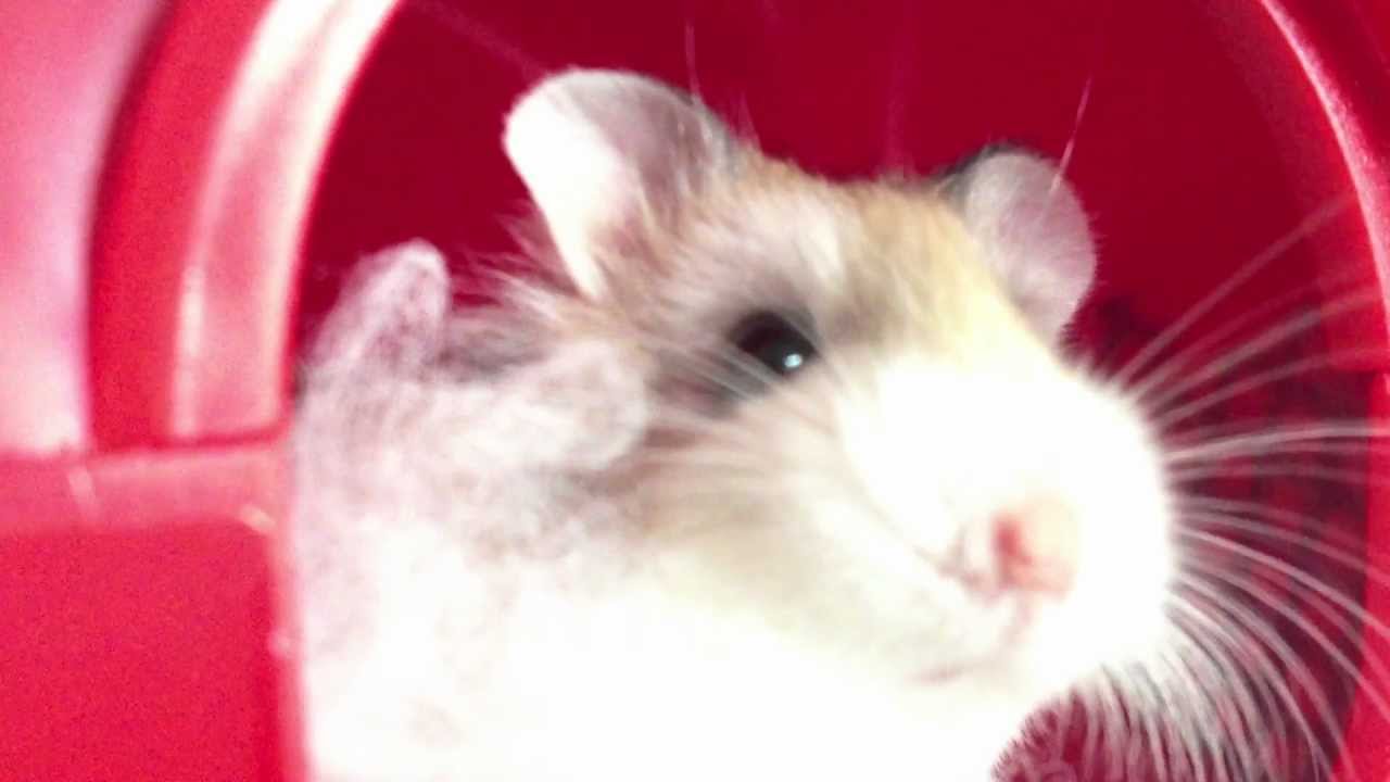 New Hamsters IV - YouTube