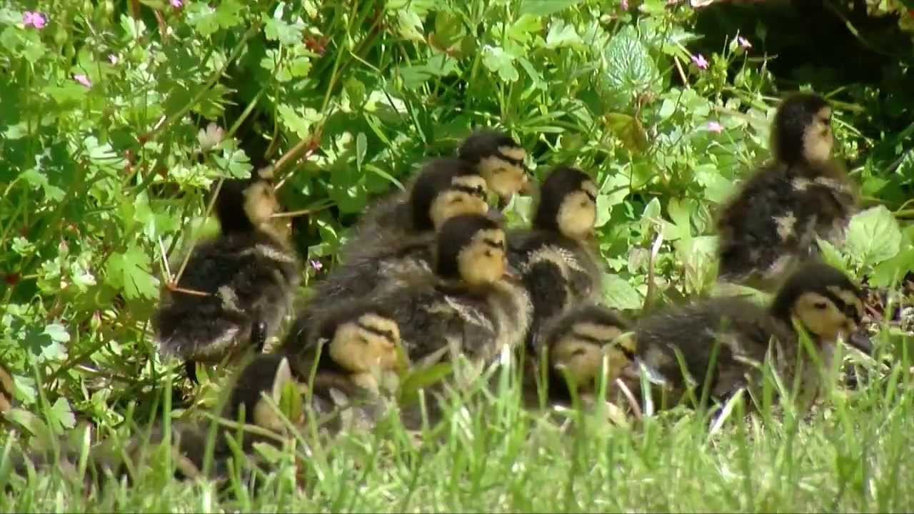 Mummy Duck and 20 Ducklings - St Mary's Quad, St Andrews - YouTube