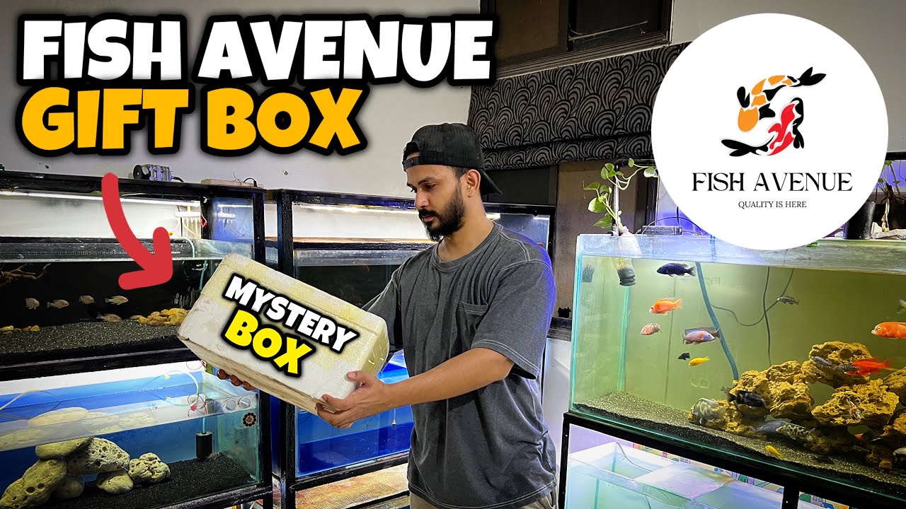 FISH AVENUE Live Fish Mystery Box Unboxed! What Did I Receive? - Imran ...