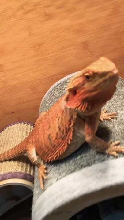 #reptiles #beardeddragon - YouTube