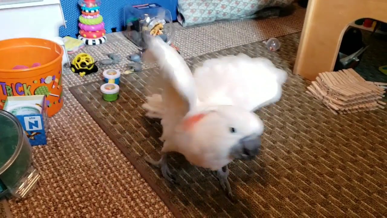 The Many Sides Of Max & A Cat Plumber ??? - YouTube