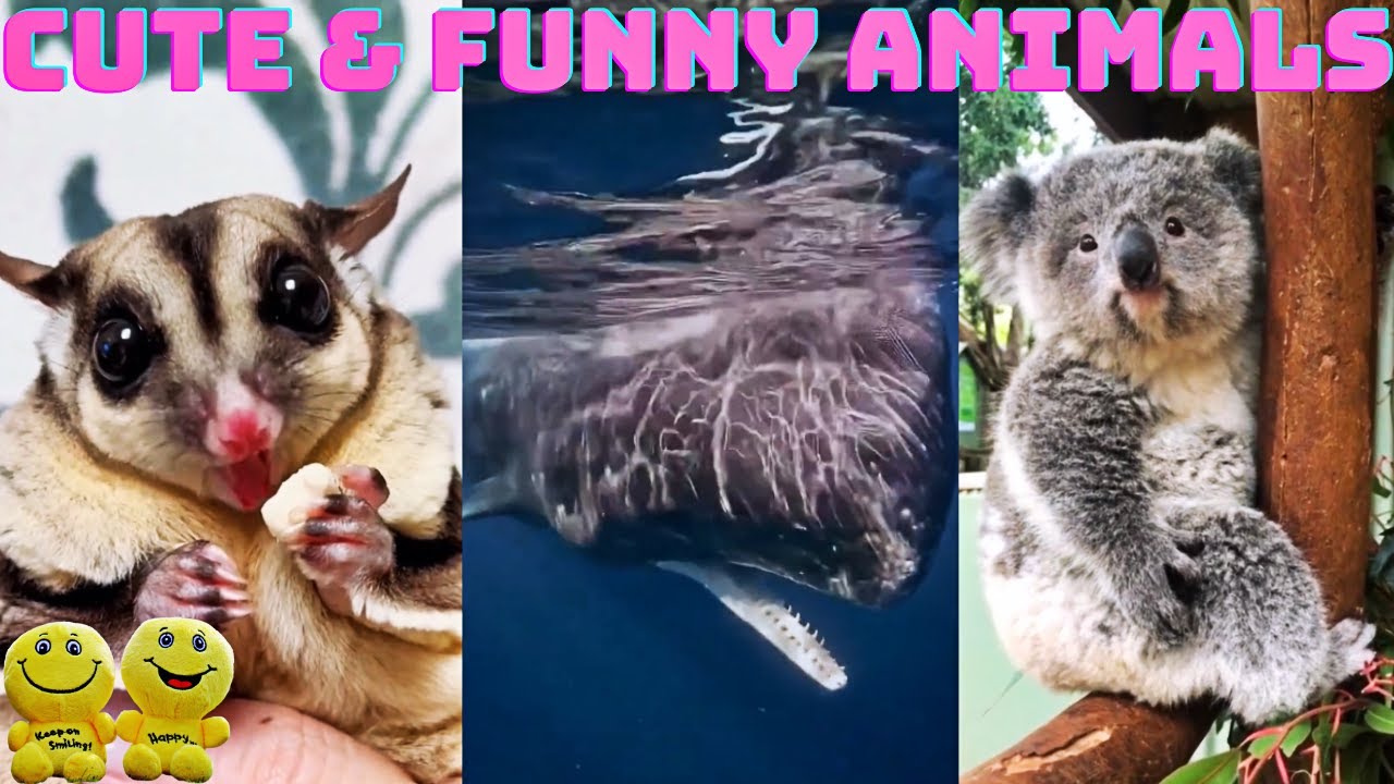 😍 Cute & Funny ANIMALS! SMILE AND BE HAPPY! 😂 Pets, Domestic, Wild ...