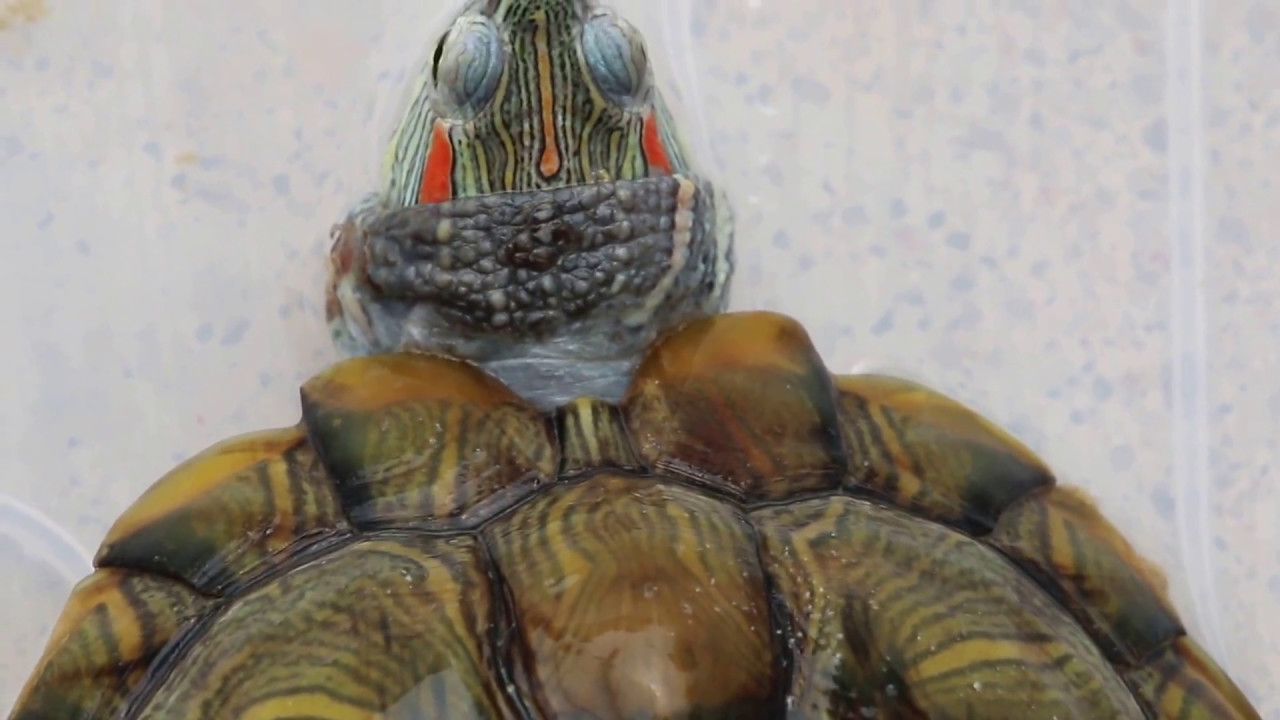 A red-eared slider has neck and tail bite wounds. Why? - YouTube